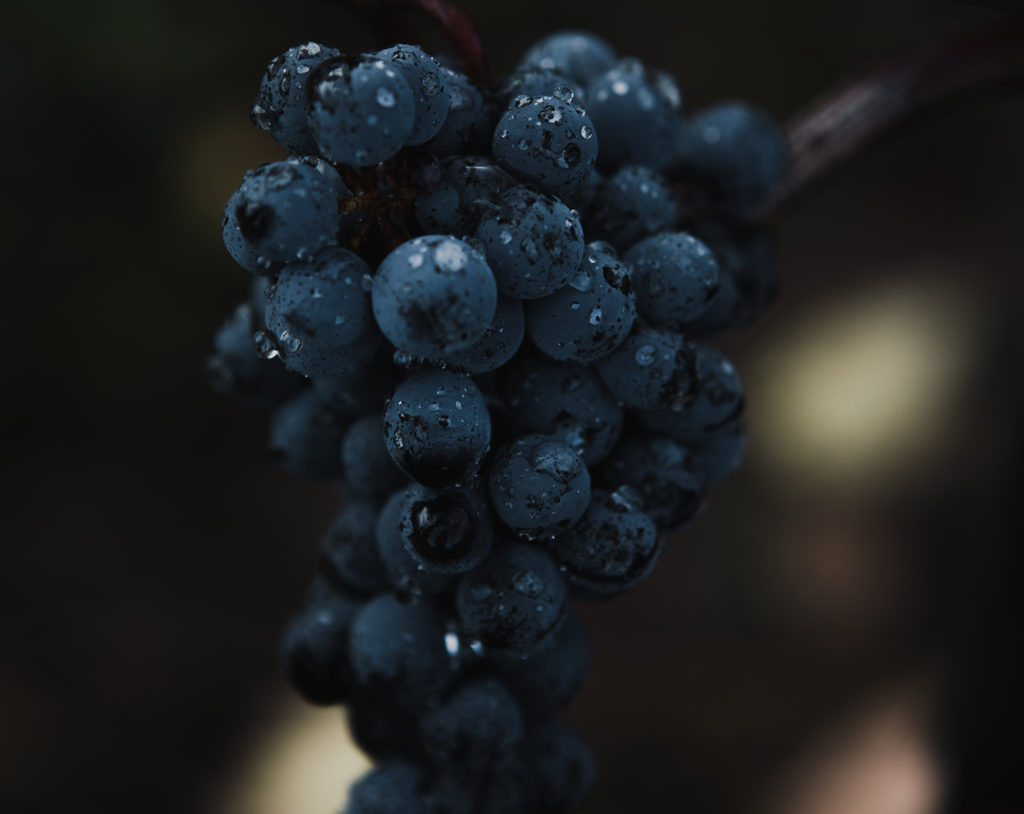 CVBG / Fine wine distribution